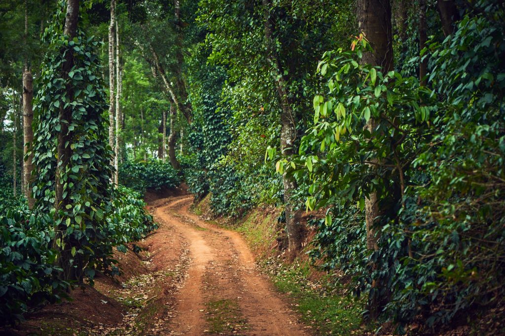 Experience the Coffee Culture in Chikmagalur - Homestay in Chikmagalur ...